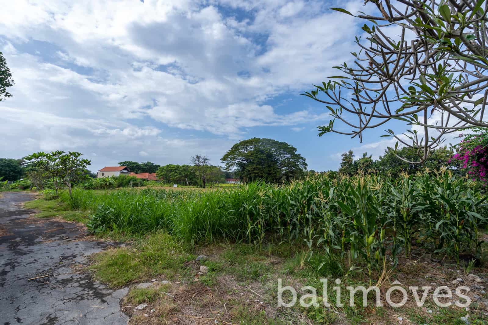 Nice 2000m2 Freehold Land » Balimoves Property