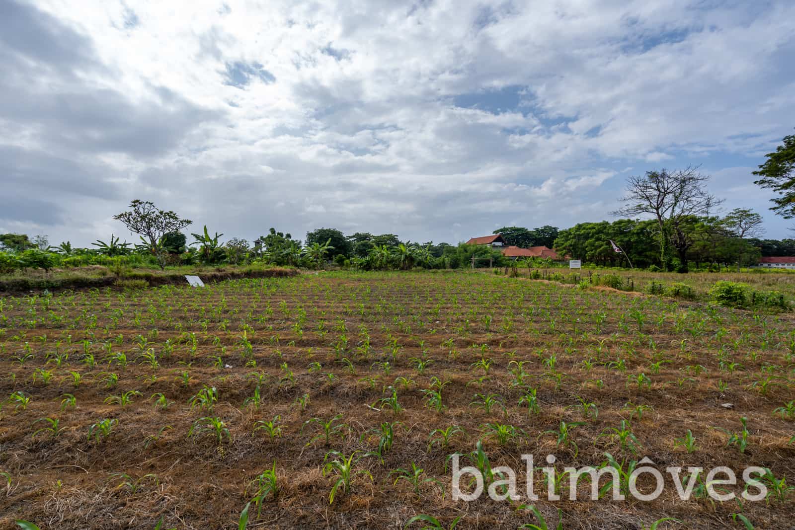 Nice 2000m2 Freehold Land » Balimoves Property